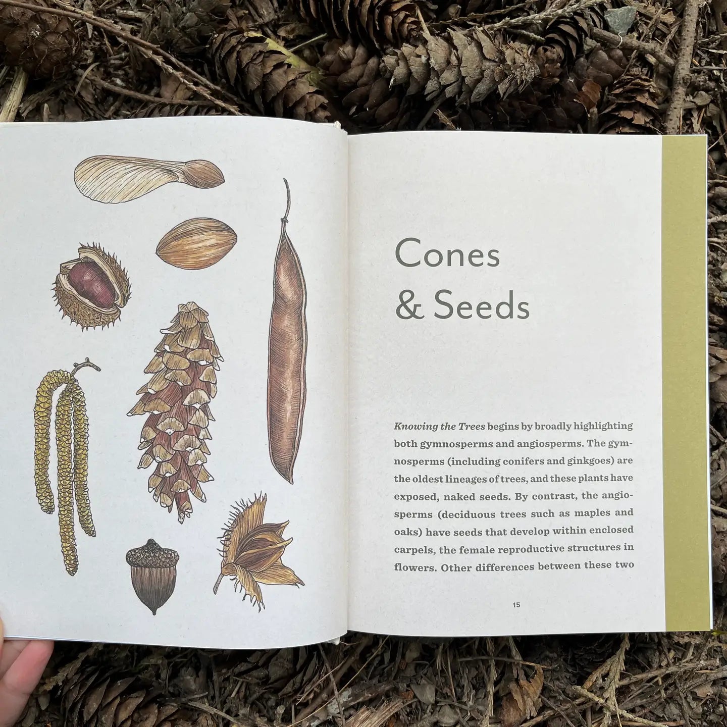 Knowing the Trees: Discover the Forest from Seed To Snag – Landmarks ...